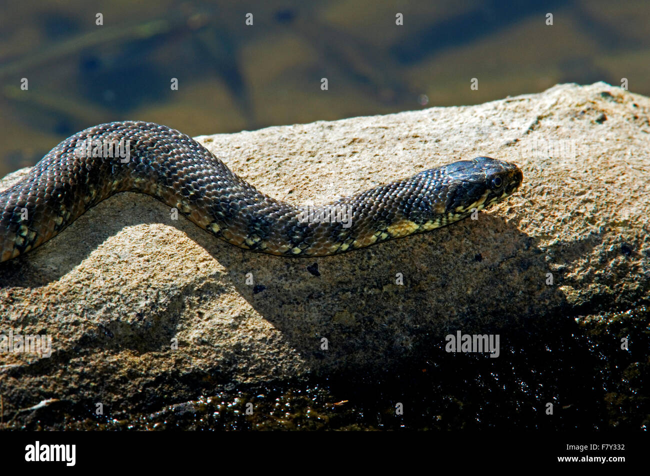Viperine water snake (Natrix maura) on rock preying on fish at river's ...
