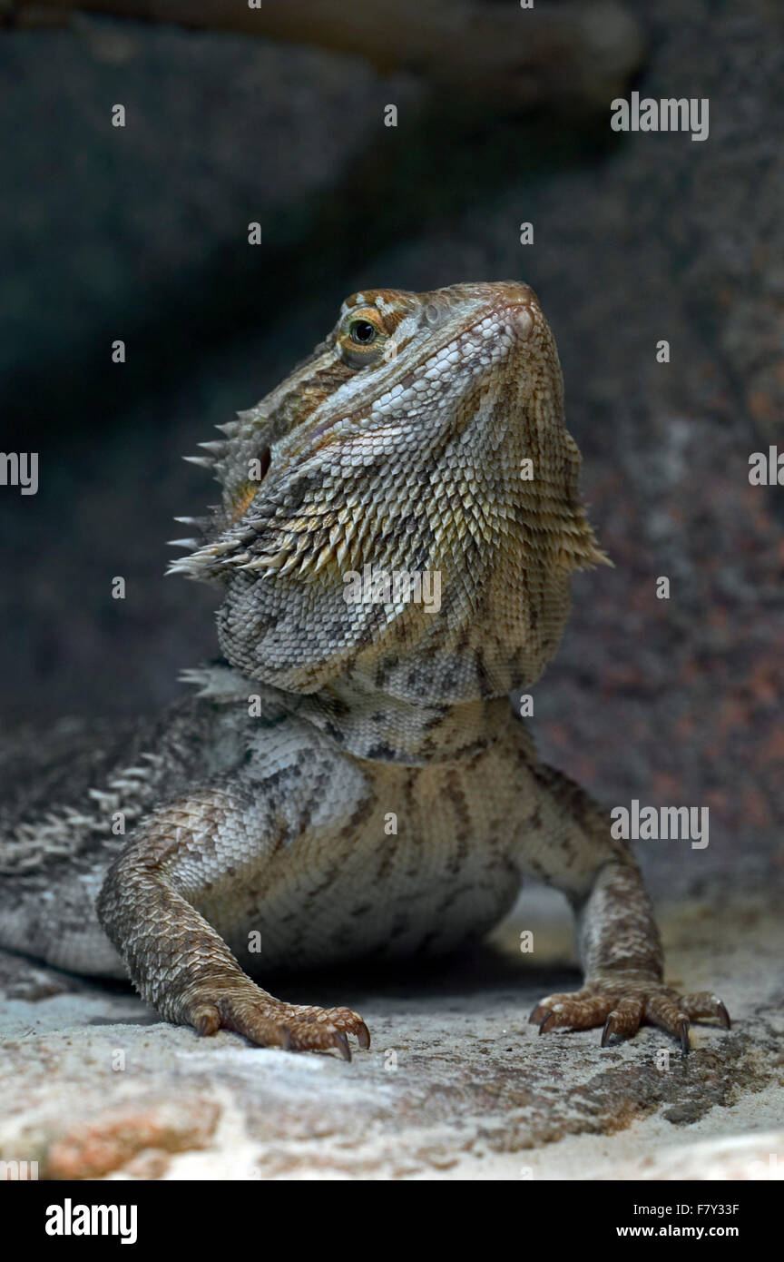 Bearded dragon on rocks hi-res stock photography and images - Alamy