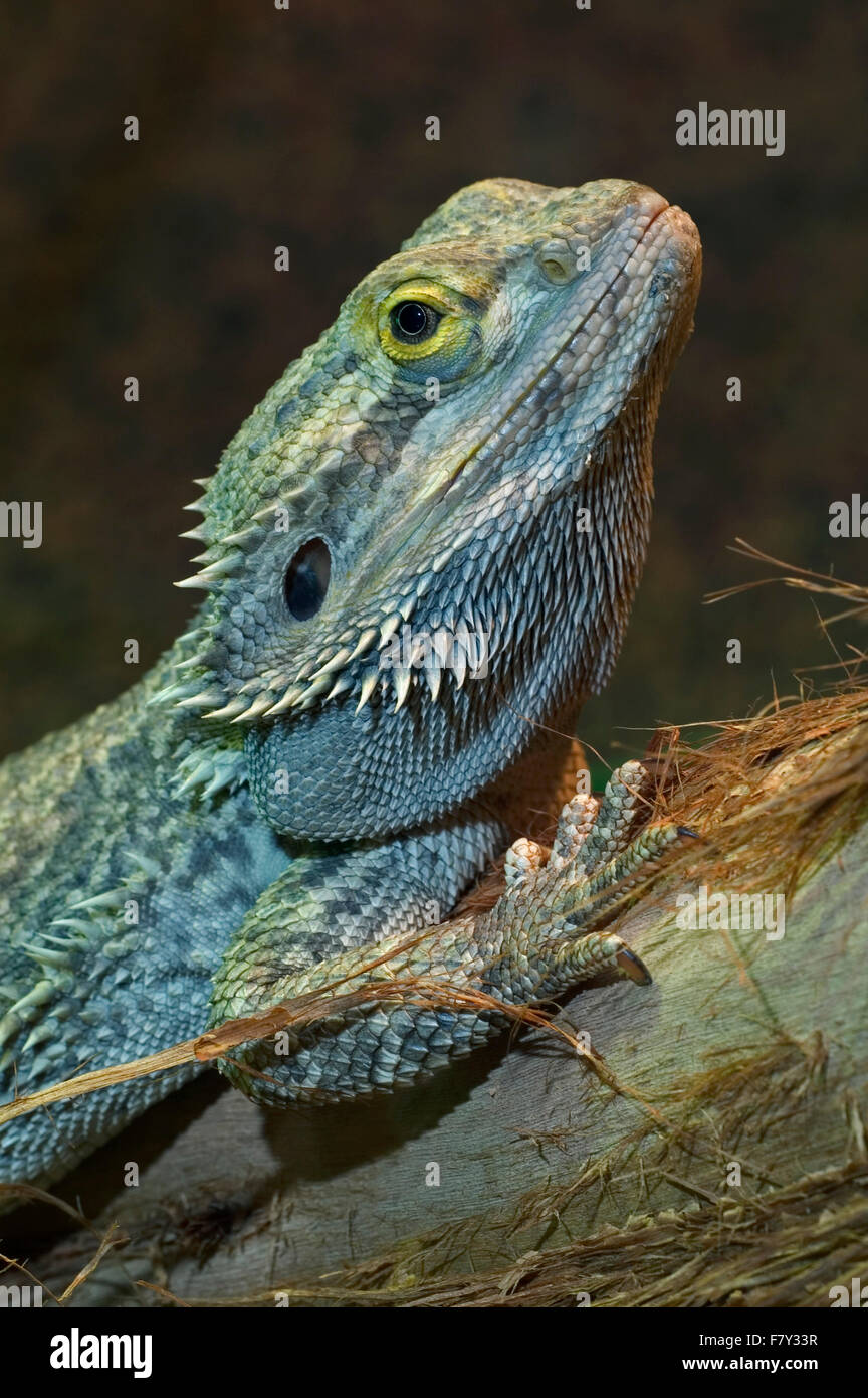 Central bearded dragon / Inland bearded dragon (Pogona vitticeps) in ...