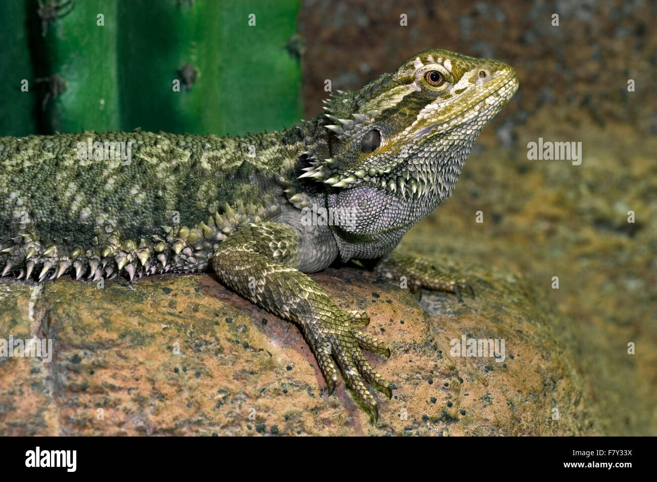 Central bearded dragon / Inland bearded dragon (Pogona vitticeps) on ...