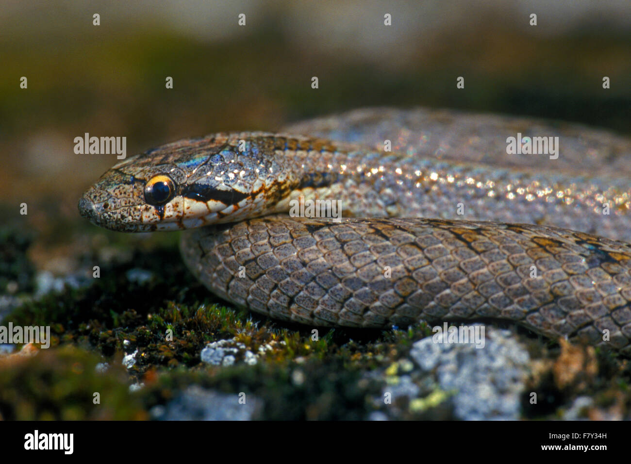 Smooth snake (Coronella austriaca) close up portrait, non-venomous ...
