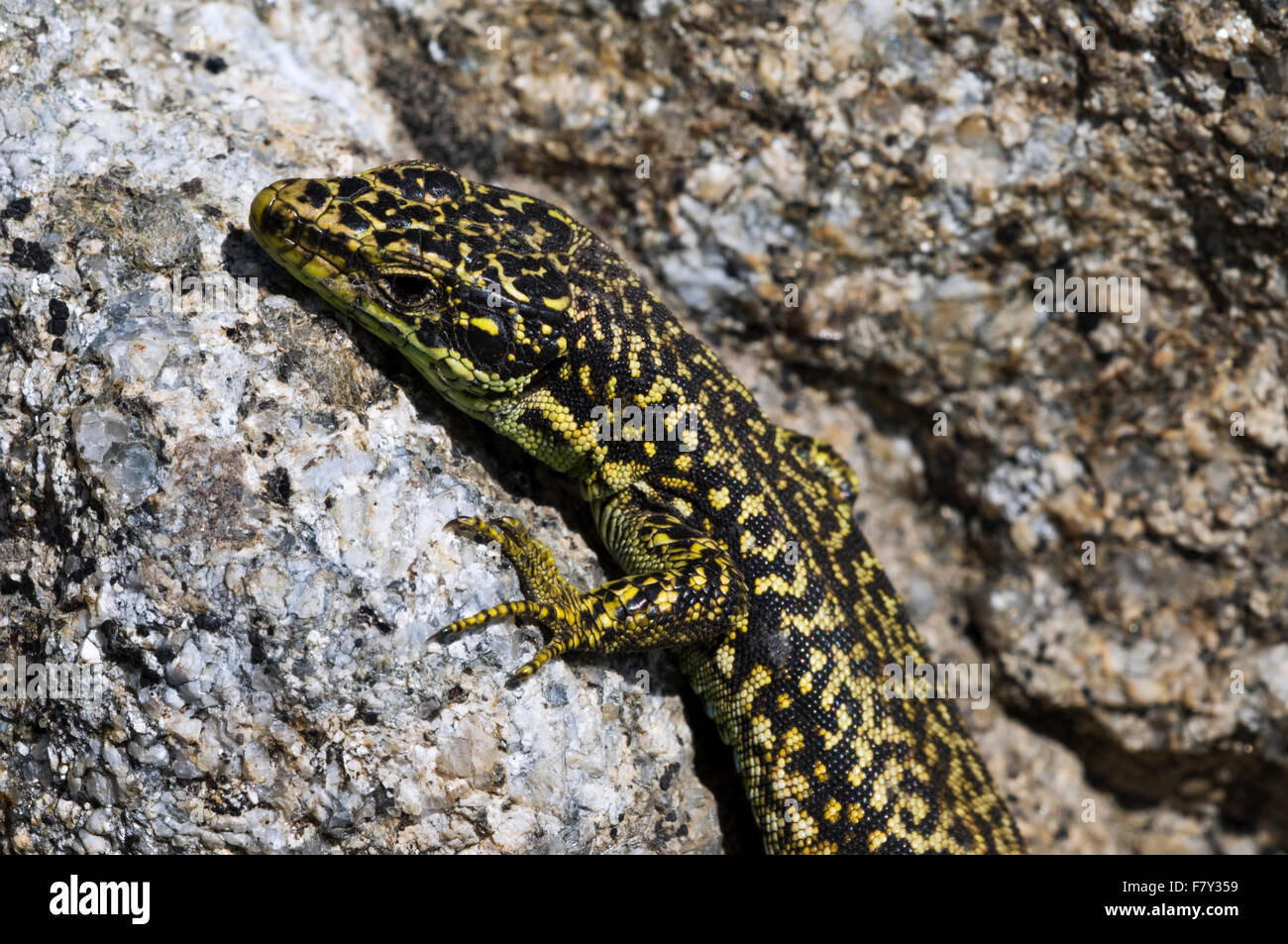 Carpetane rock lizard / Cyren's rock lizard (Iberolacerta cyreni ...