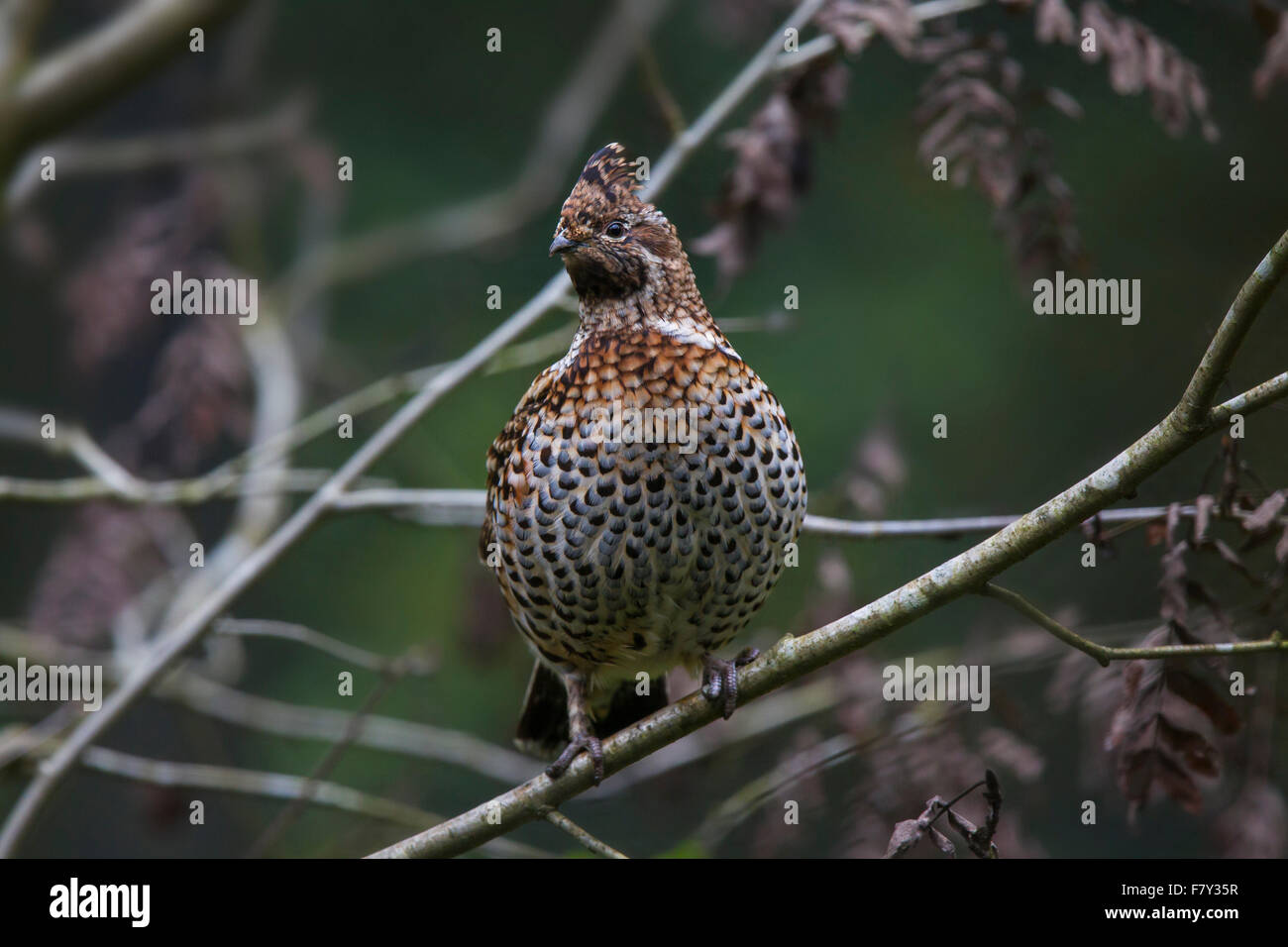 Hazel grouse / hazel hen (Tetrastes bonasia / Bonasa bonasia) female ...