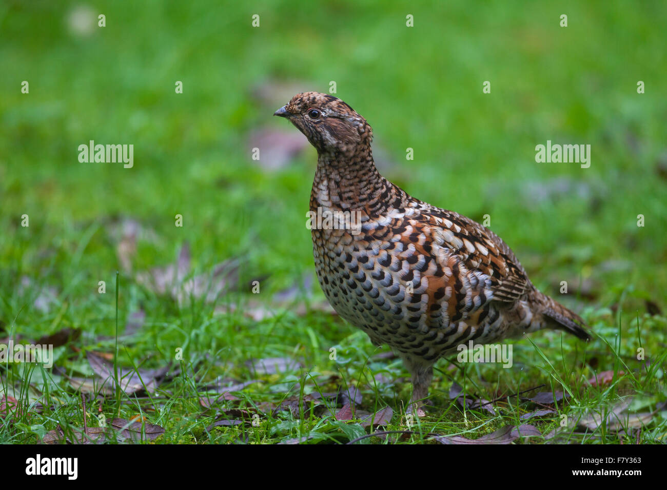 Hazel grouse / hazel hen (Tetrastes bonasia / Bonasa bonasia) female ...