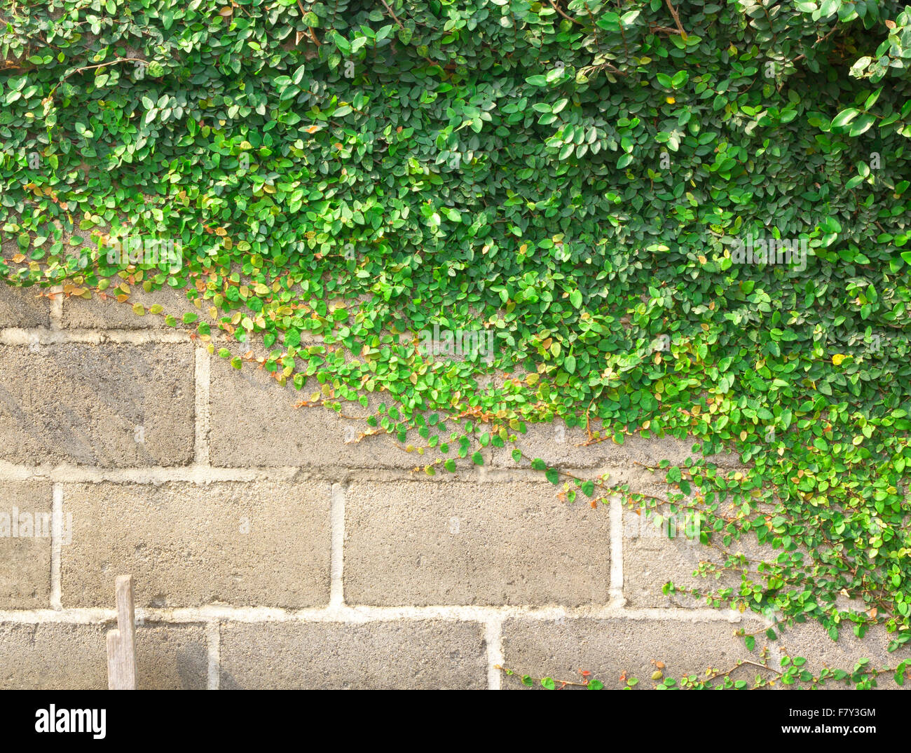 The Green Creeper Plant on the Wall Stock Photo - Alamy