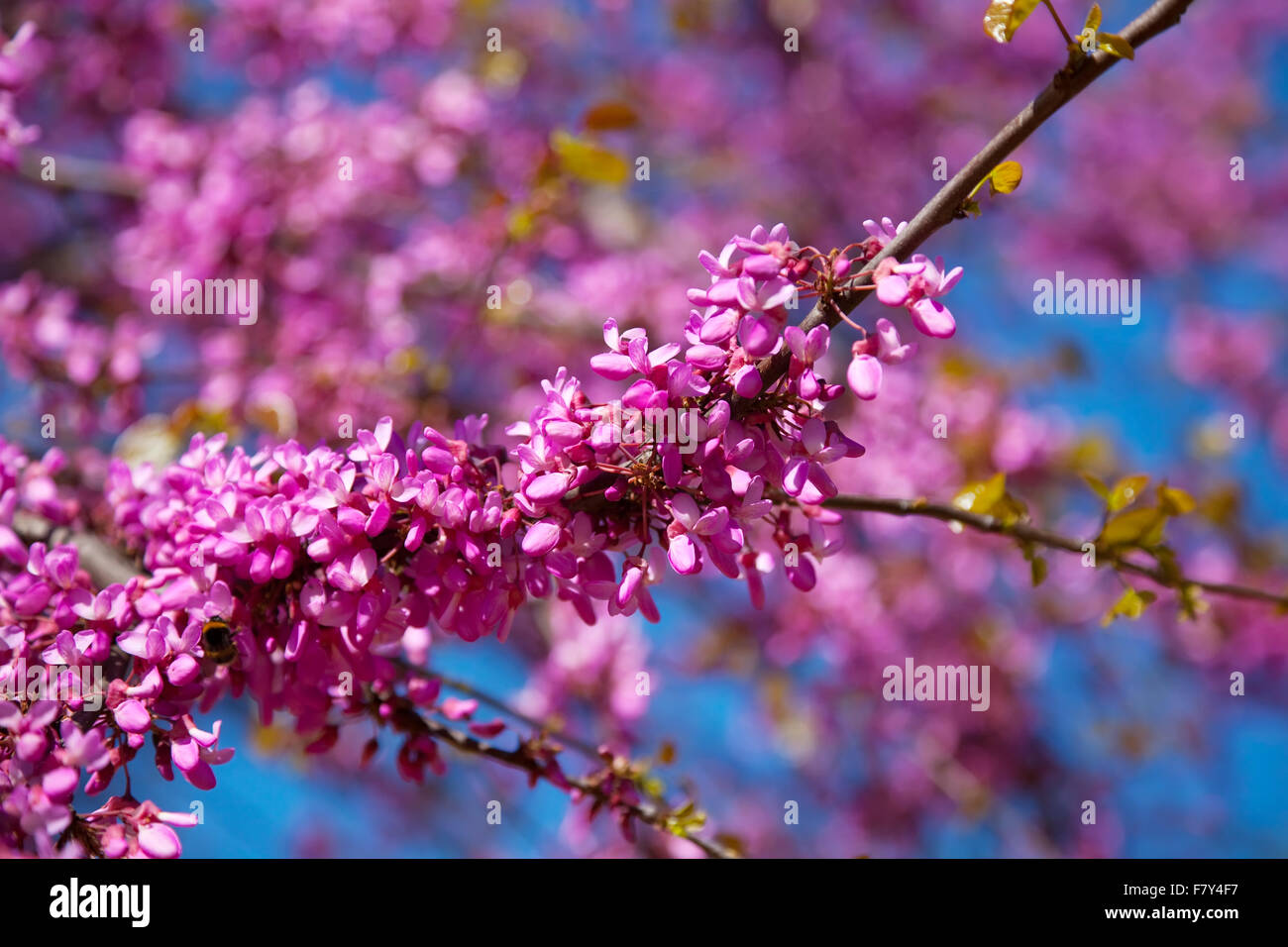 Close up of purple blossoming Cercis siliquastrum plant at ...