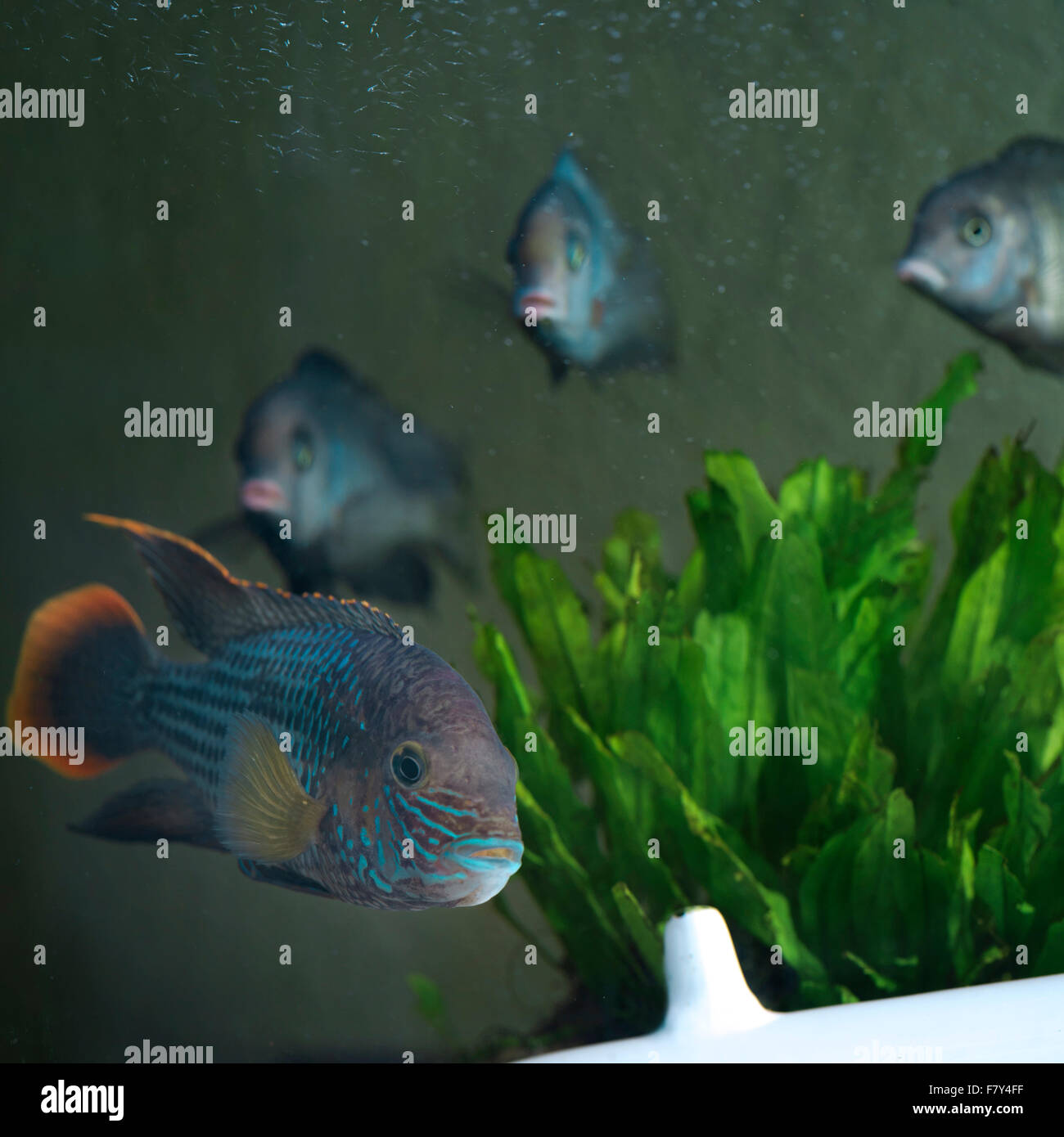 Bunch of fish Stock Photo - Alamy