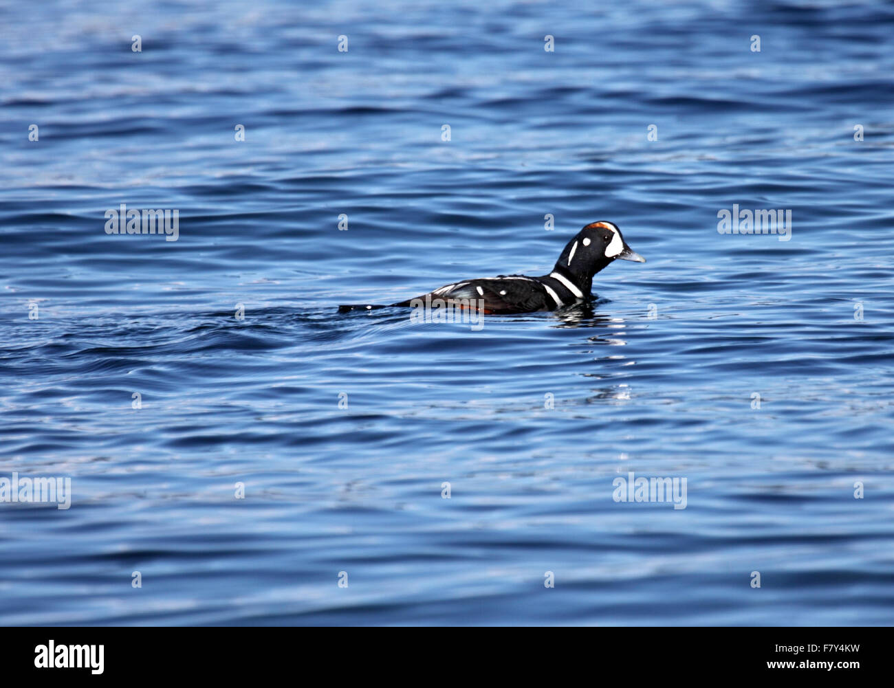 Drake harlequin duck histrionicus histrionicus hi-res stock photography ...