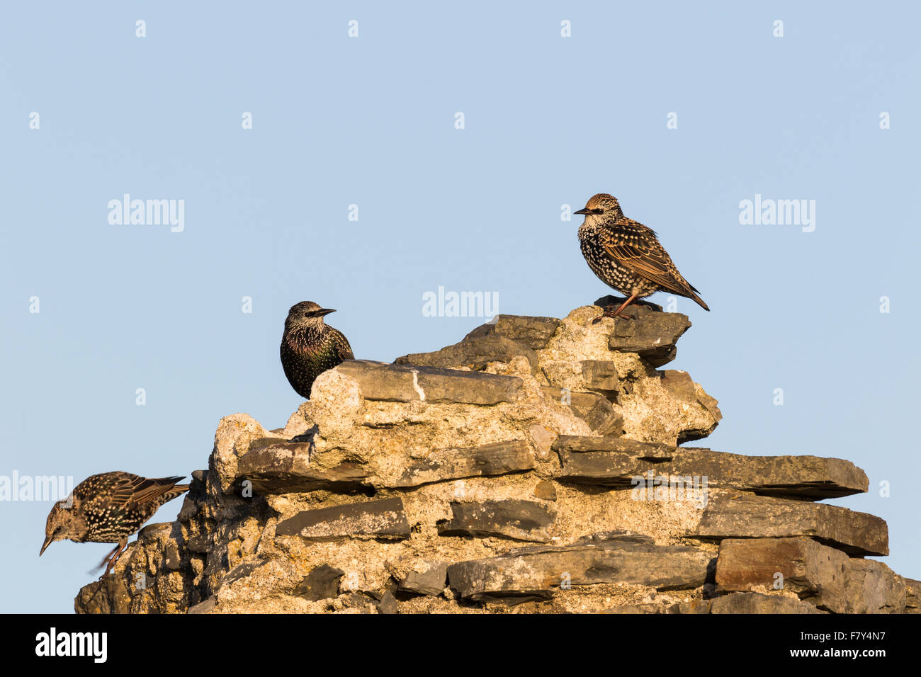 Starling castle hi-res stock photography and images - Alamy
