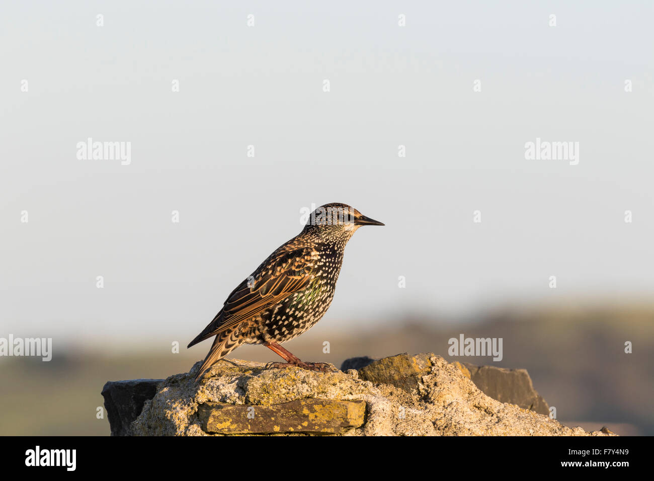 Starling castle hi-res stock photography and images - Alamy