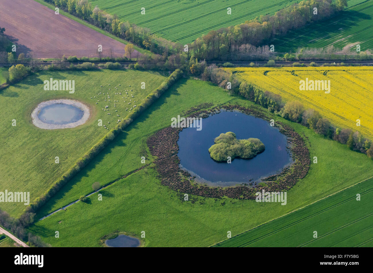 field landscape with yellow blooming rape fields at goldenstedt-lutten ...