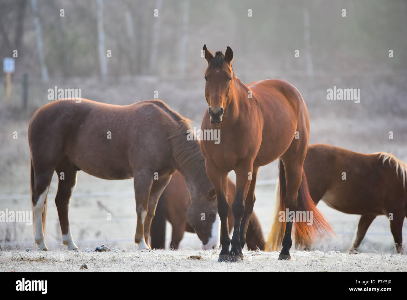 Four Horses - mares and stallions in their corral Stock Photo - Alamy