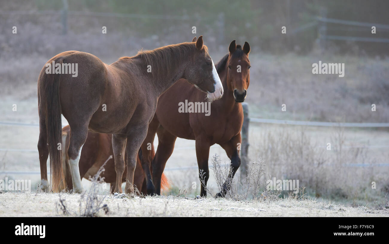 Stallions hi-res stock photography and images - Alamy