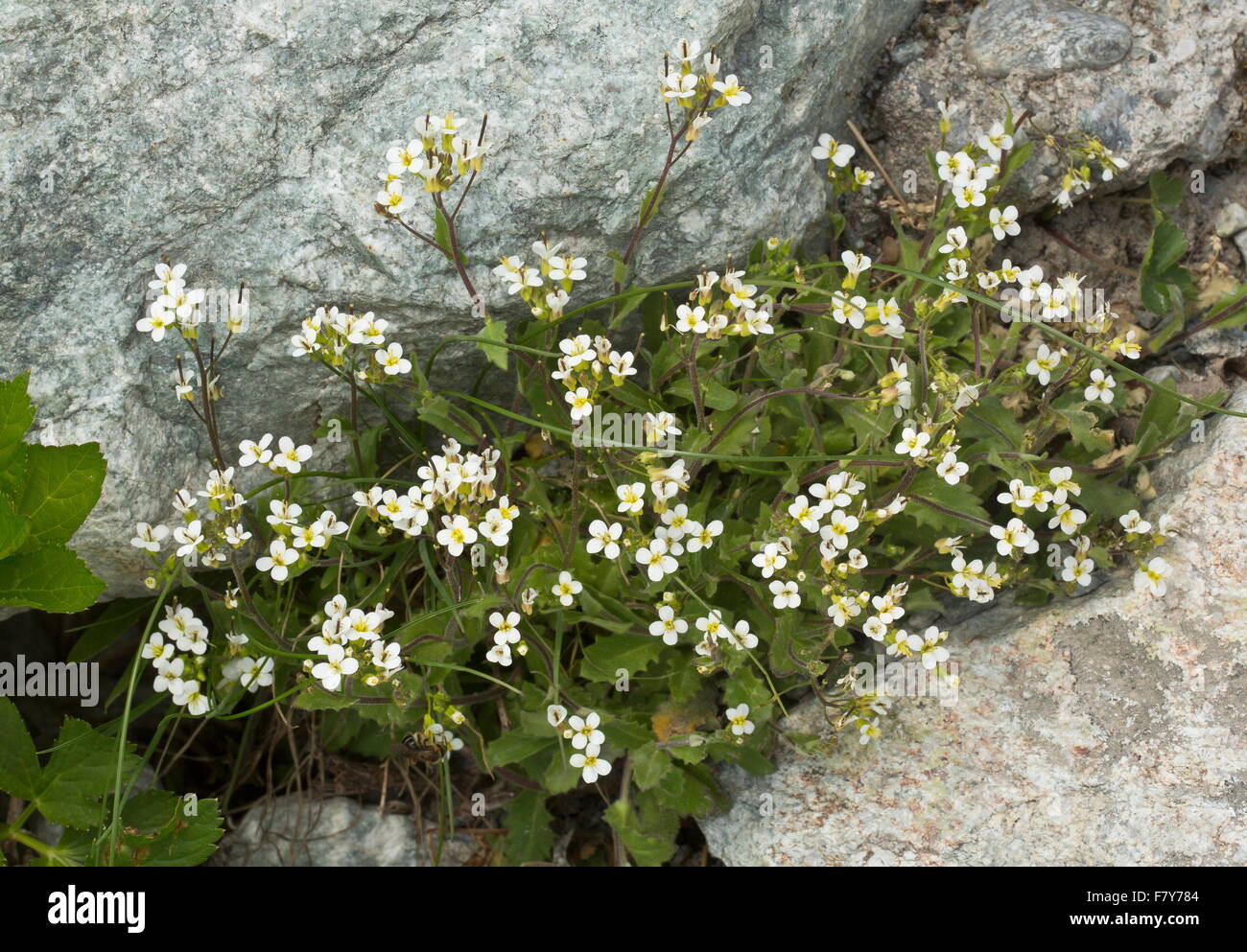 Alpine rock cress arabis alpina hi-res stock photography and images - Alamy