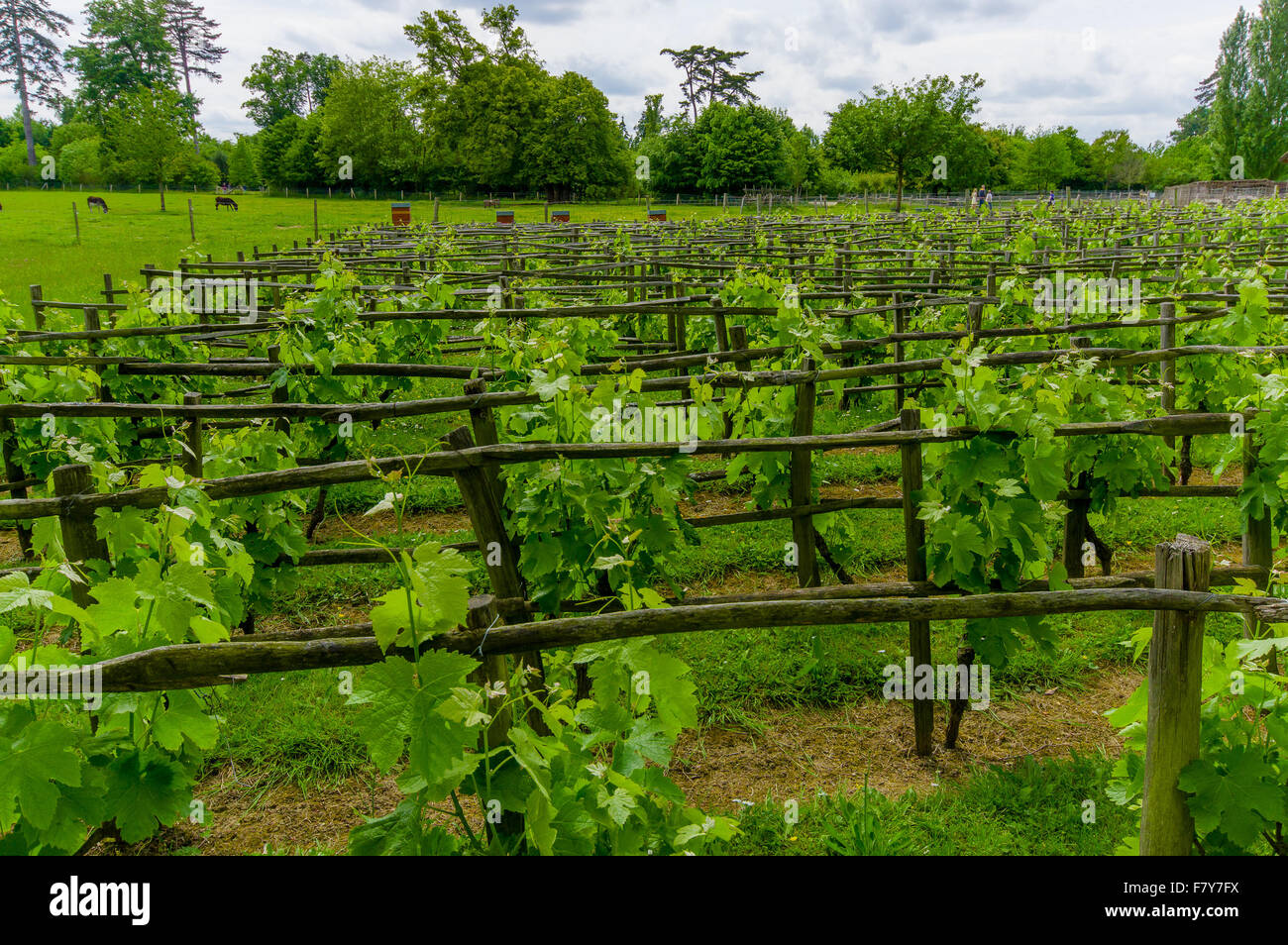 Paris wineyard hi-res stock photography and images - Alamy