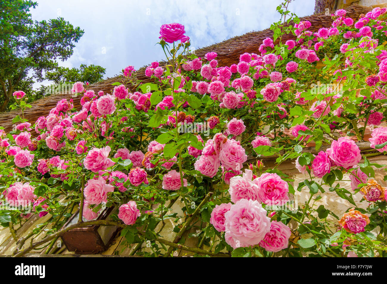 Beautiful pink roses growing on a wall during summer Stock Photo - Alamy