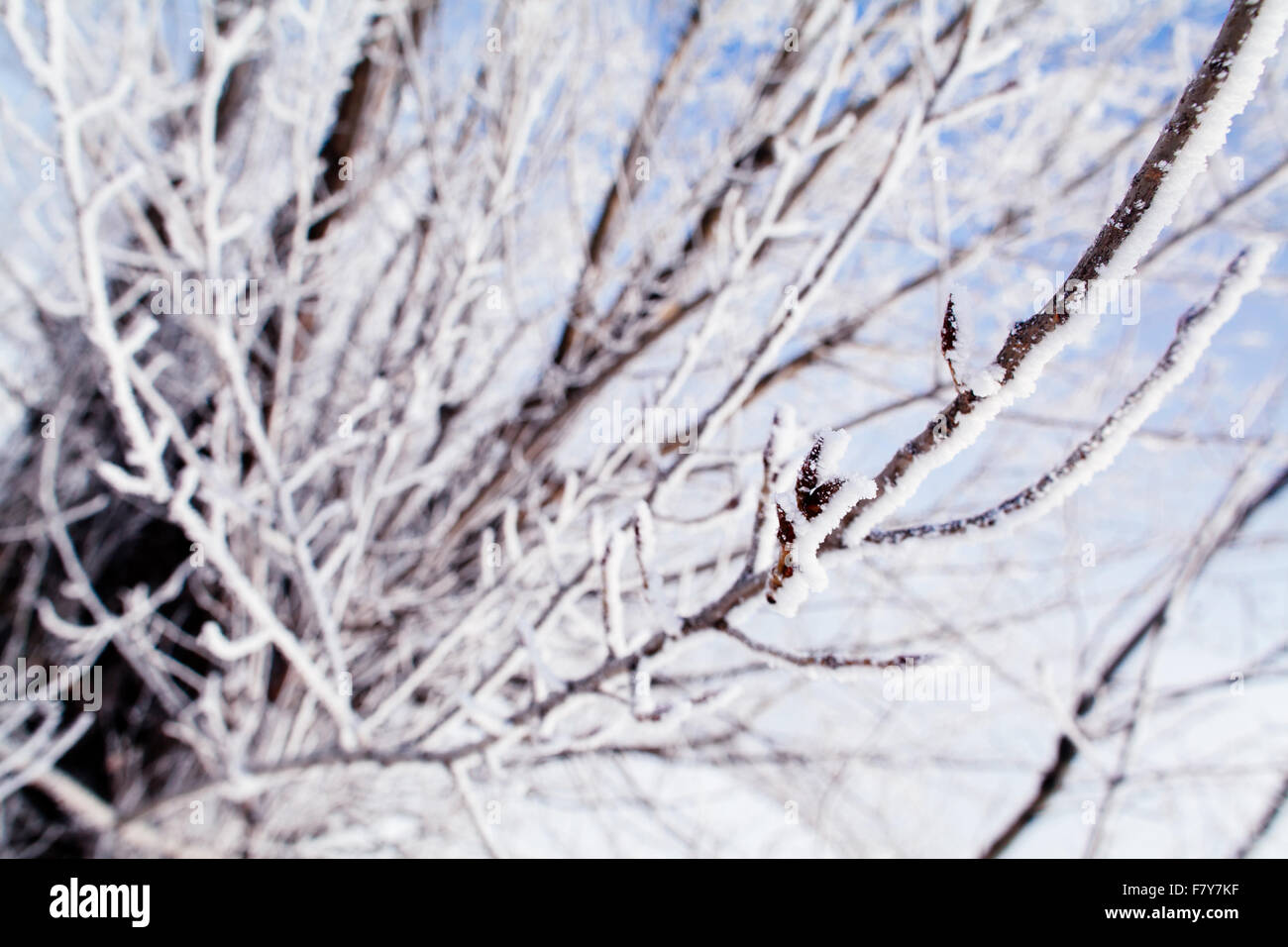 frozen trees branch macro Stock Photo - Alamy