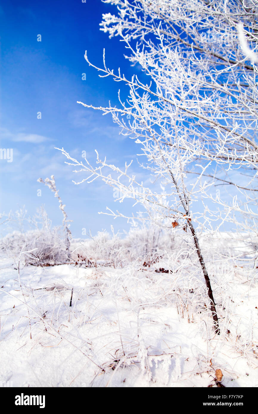 frozen trees with cool blue winter sky background Stock Photo - Alamy