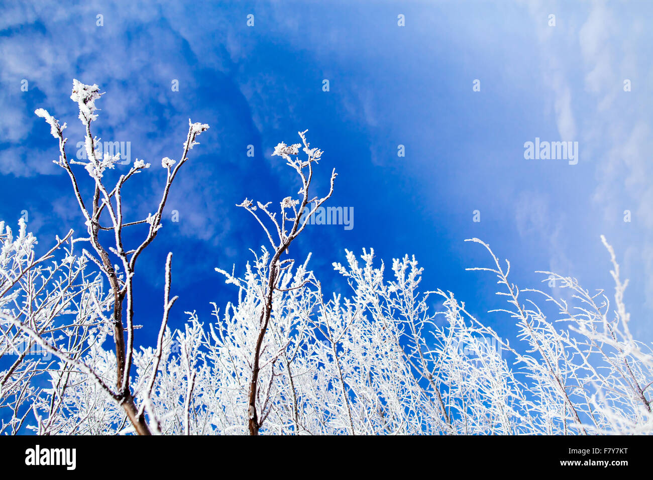 frozen trees with cool blue winter sky background Stock Photo - Alamy