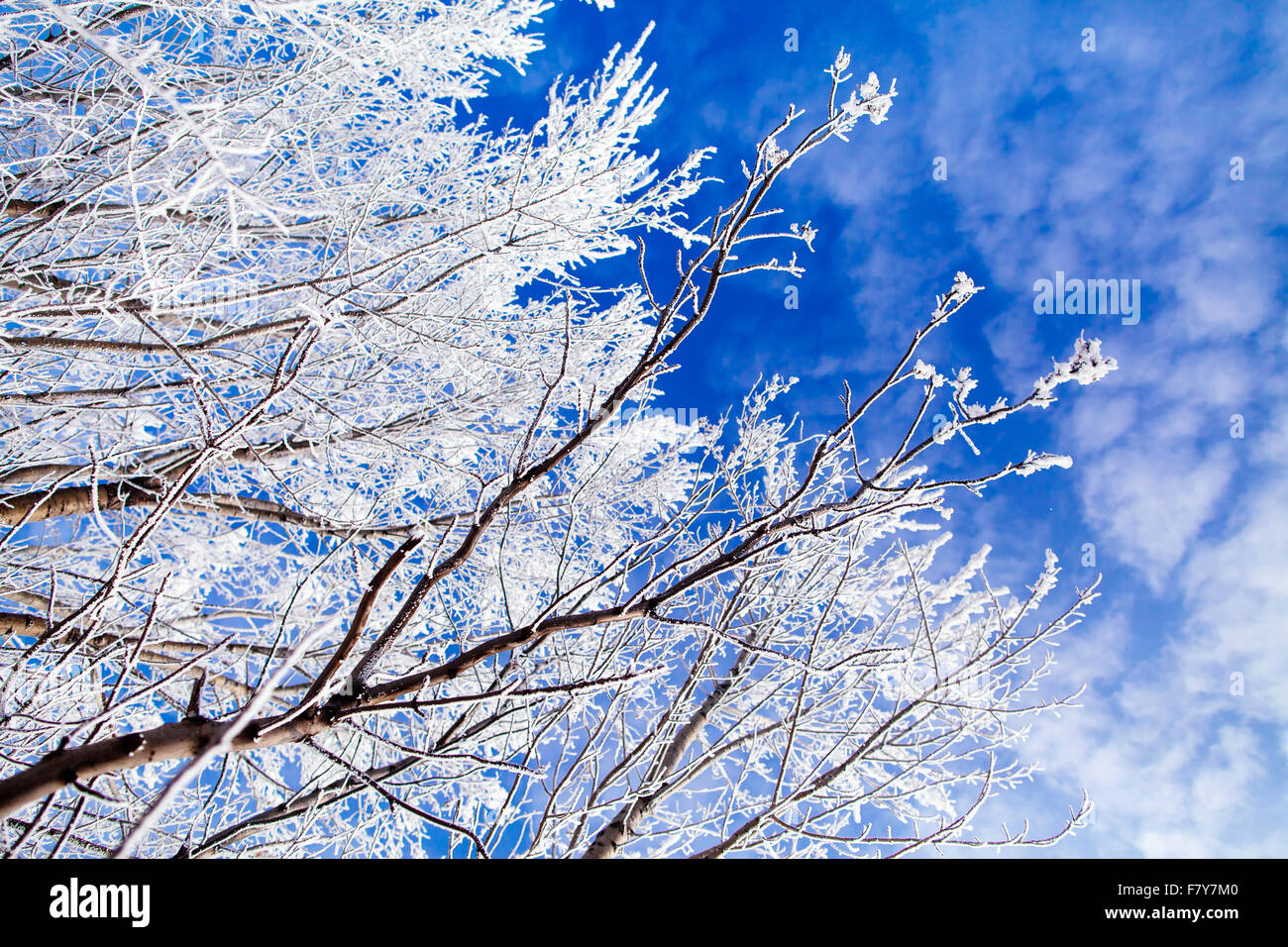 frozen trees with cool blue winter sky background Stock Photo - Alamy