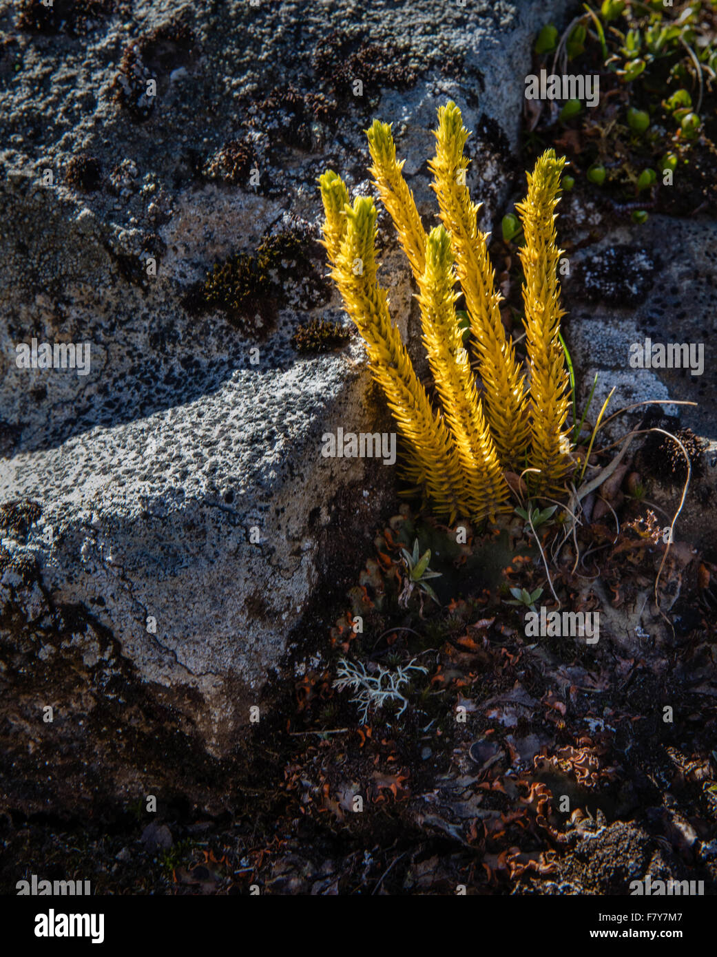 Clubmoss species growing at 1600 metres in the Jotunheimen National ...