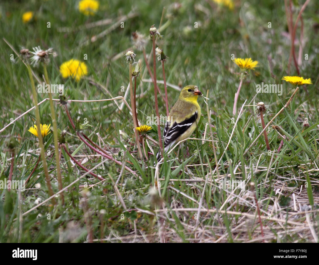 American goldfinch feeding on Dandelion seeds on a weedy roadside verge ...