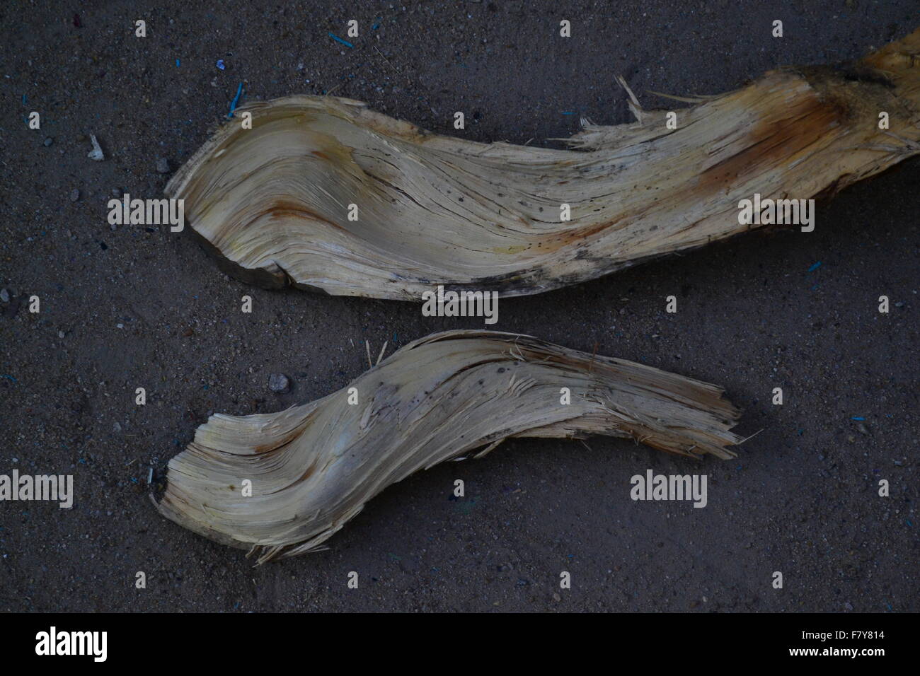 Papyrus plant root hi-res stock photography and images - Alamy