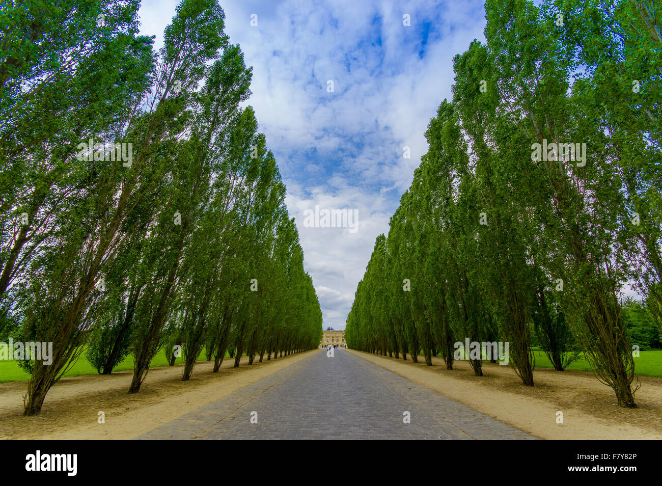 Beautiful view of line of trees in Versailles gardens, Paris, France ...