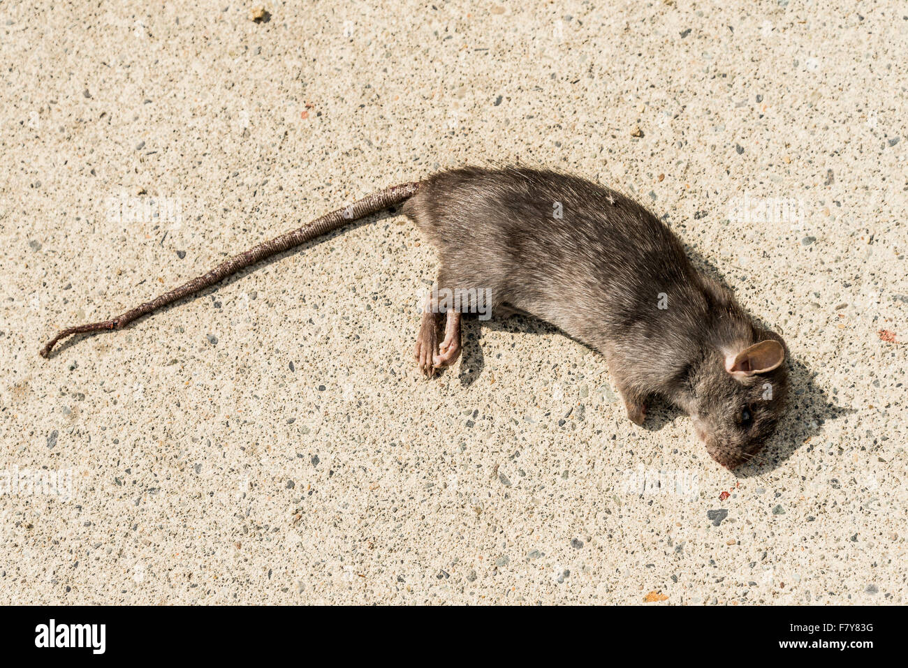 Dead rat hi-res stock photography and images - Alamy