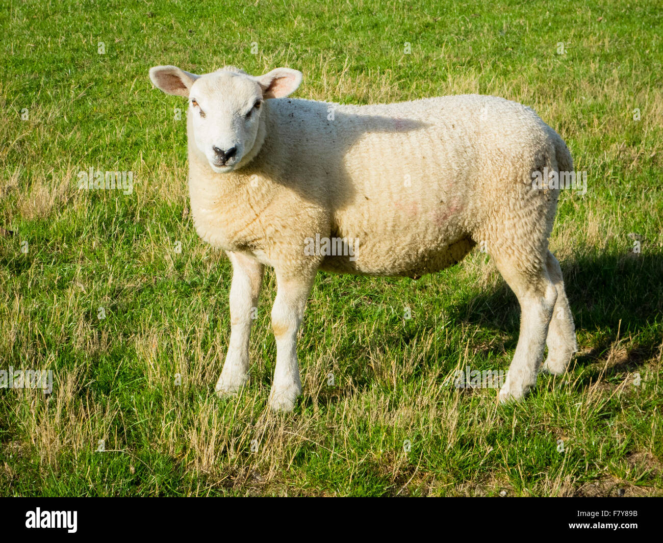lamb in field Stock Photo - Alamy