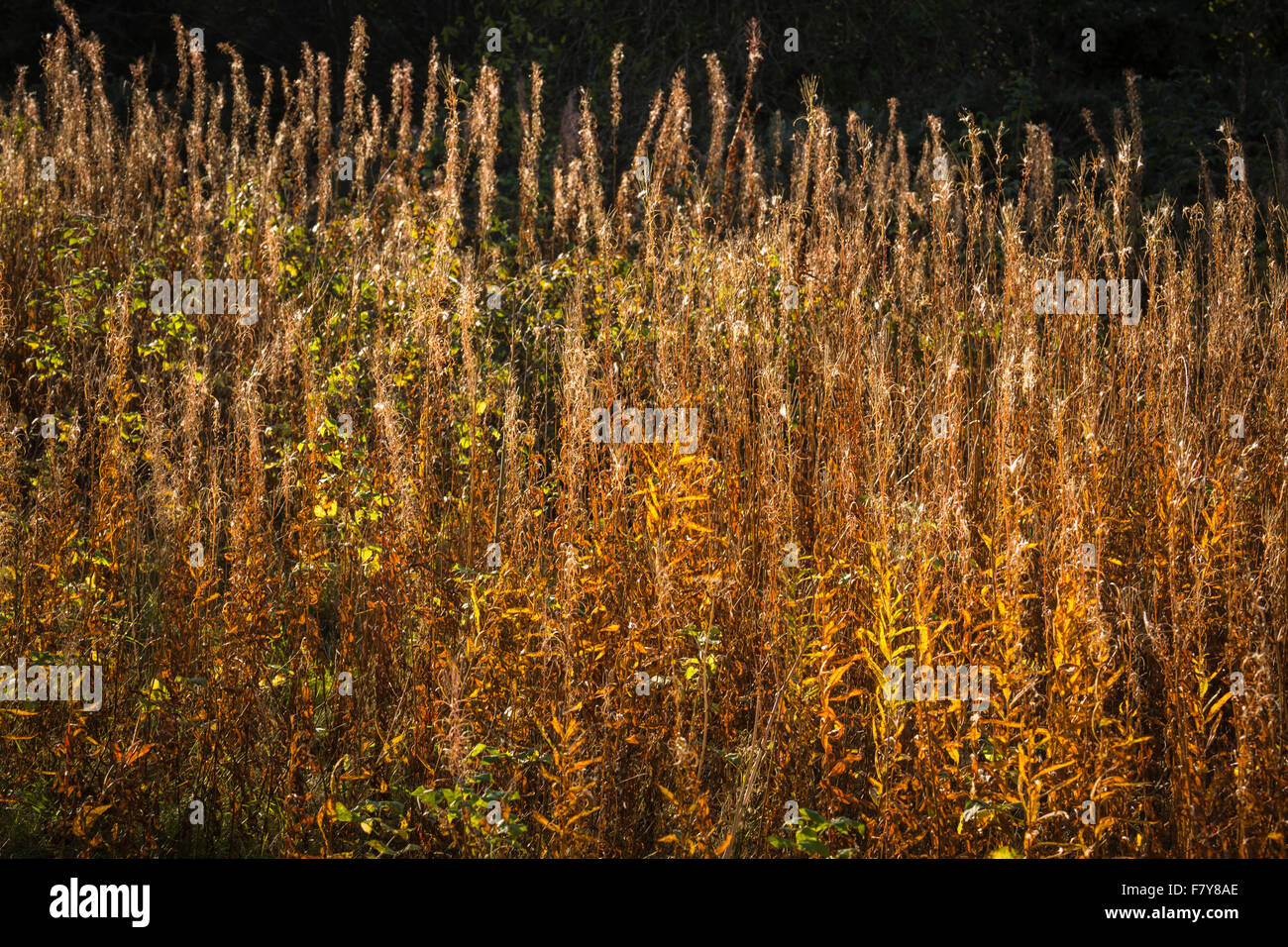 Autumnal colours hi-res stock photography and images - Alamy