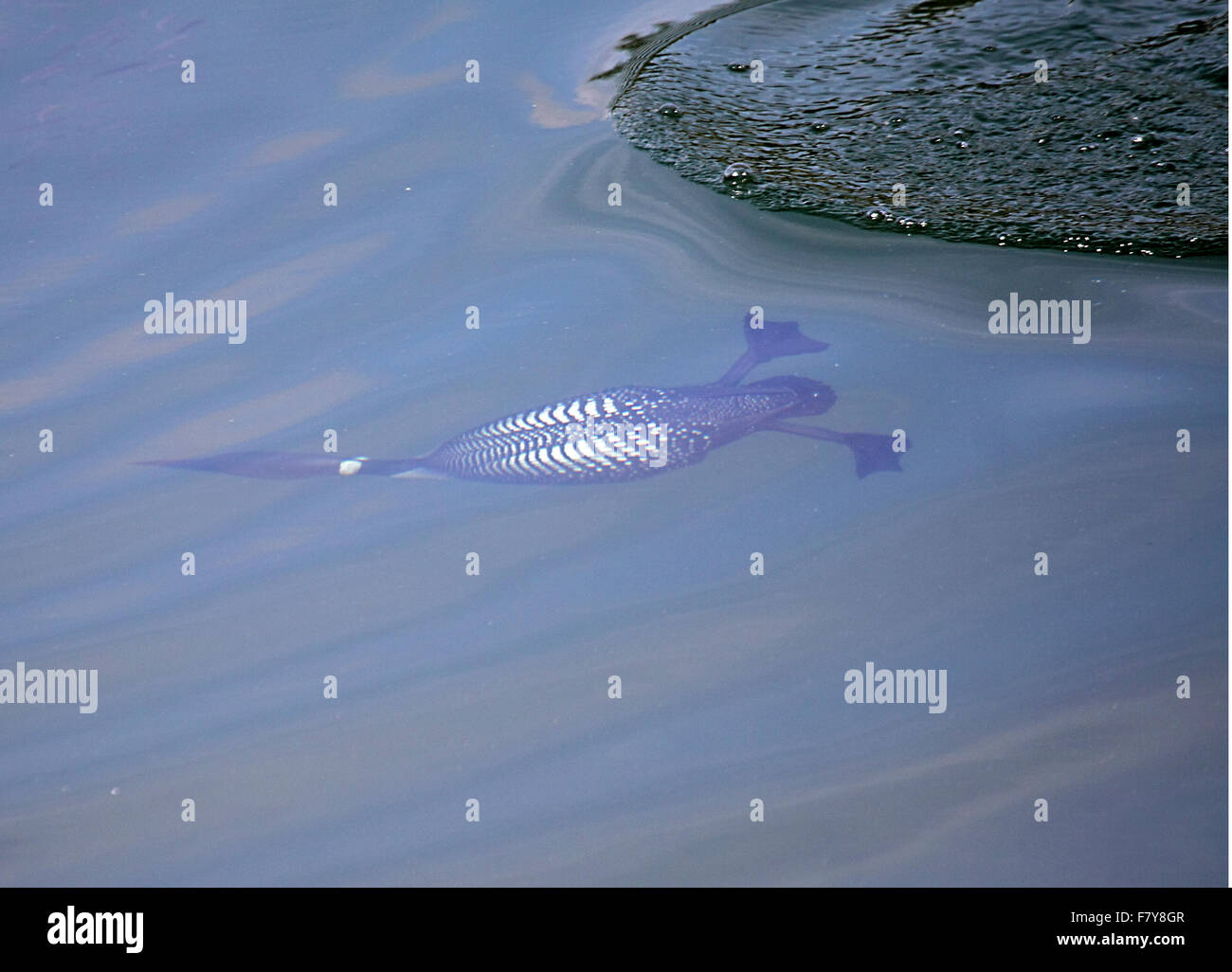 Common loon swimming underwater hi-res stock photography and images - Alamy