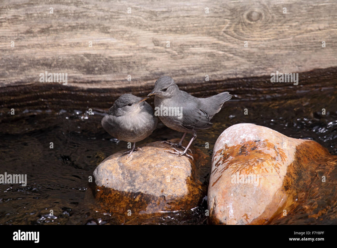 American dipper on rock in stream hi-res stock photography and images ...