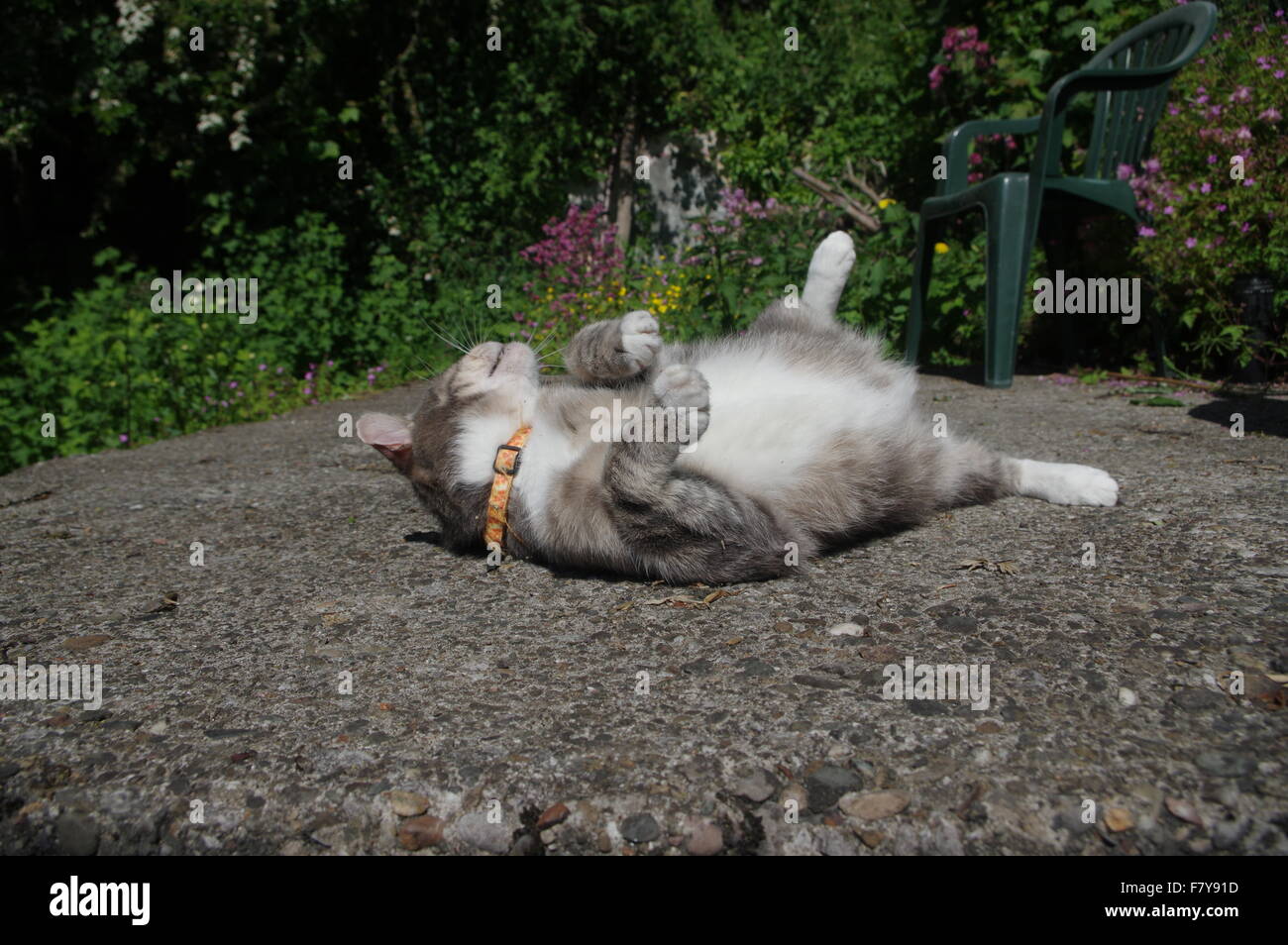 Yellow tabby at play hi-res stock photography and images - Alamy