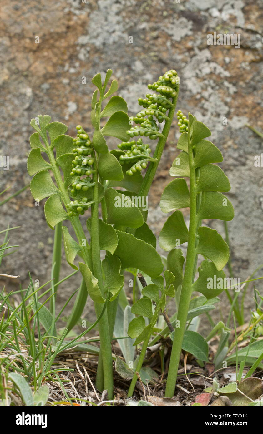 Moonwort, Botrychium lunaria in grassland, with fertile fronds Stock ...