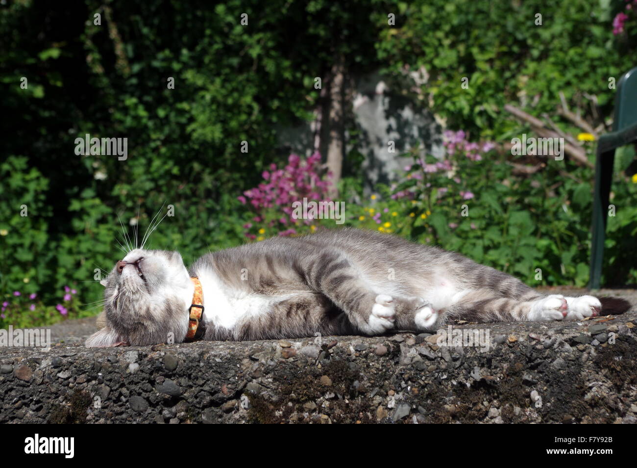 Tabby cat lying on patio Stock Photo - Alamy