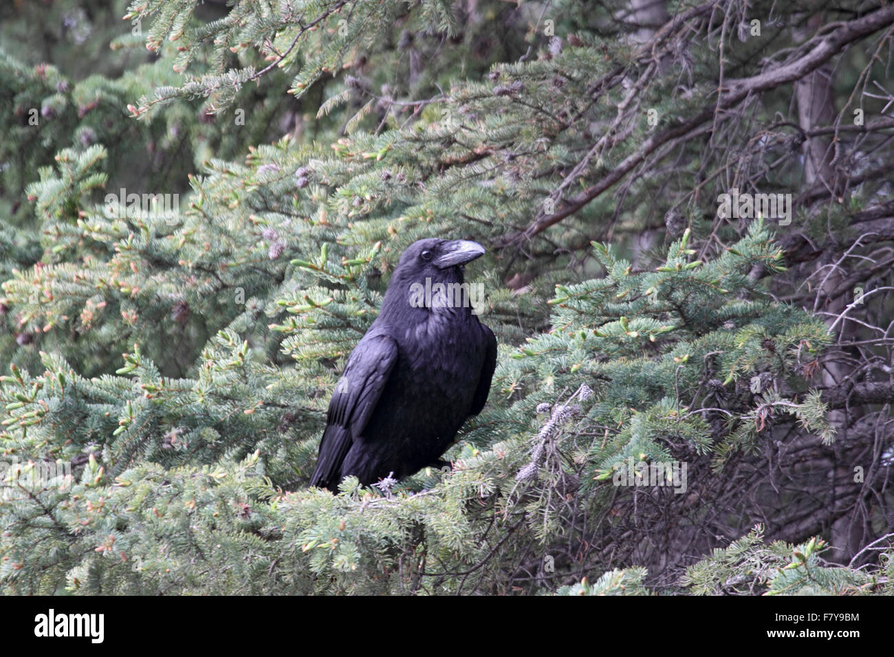Common raven corvus corax on branch hi-res stock photography and images ...