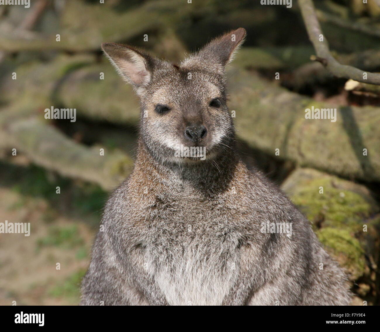 Male East Australian / Tasmanian Red necked wallaby or Bennett's ...