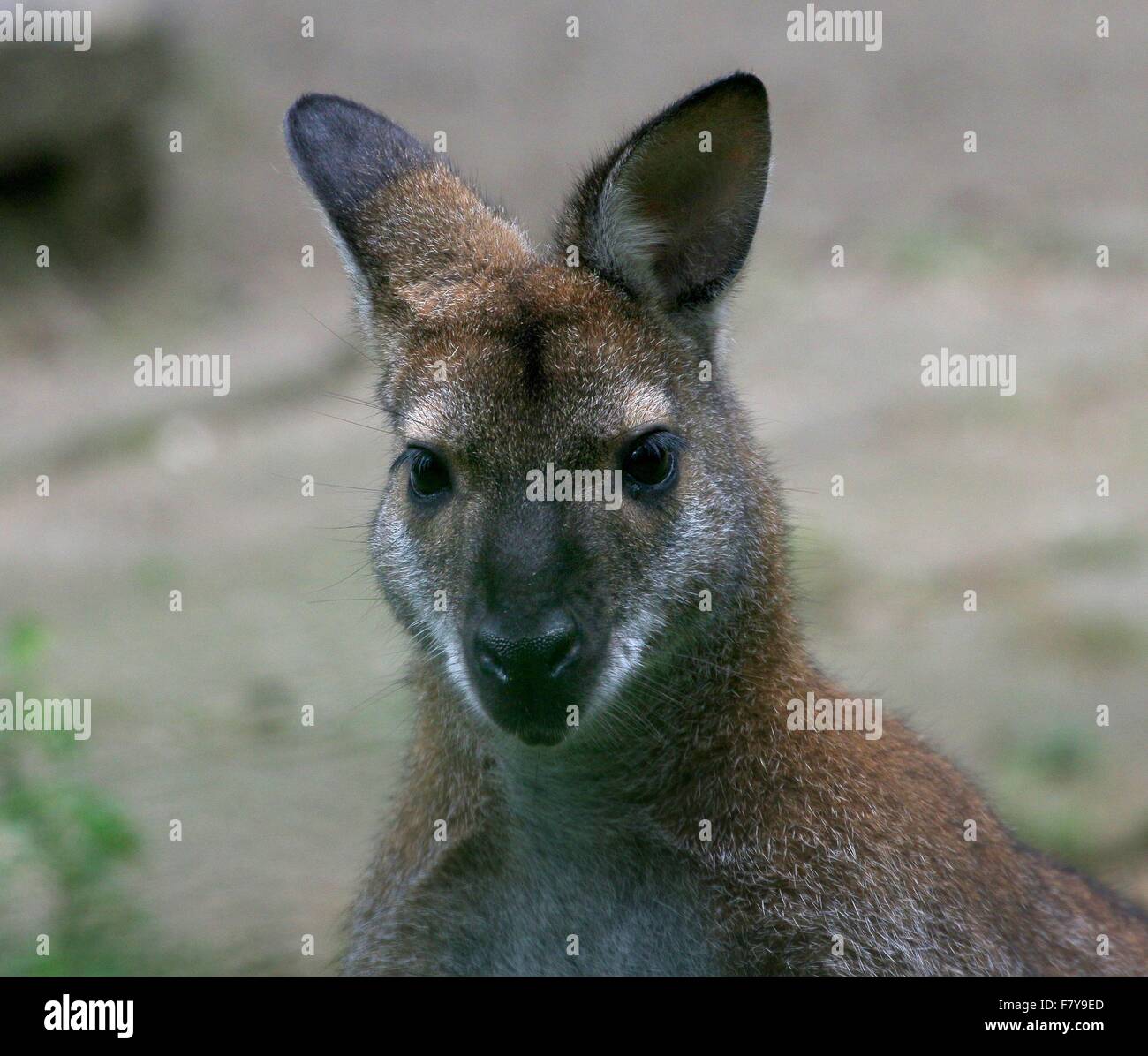 Close-up of a East Australian / Tasmanian Red necked wallaby or Bennett ...