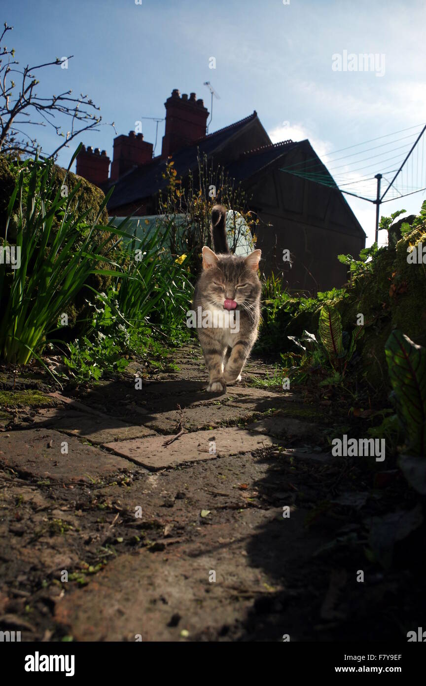 Tabby cat walking on garden path Stock Photo - Alamy