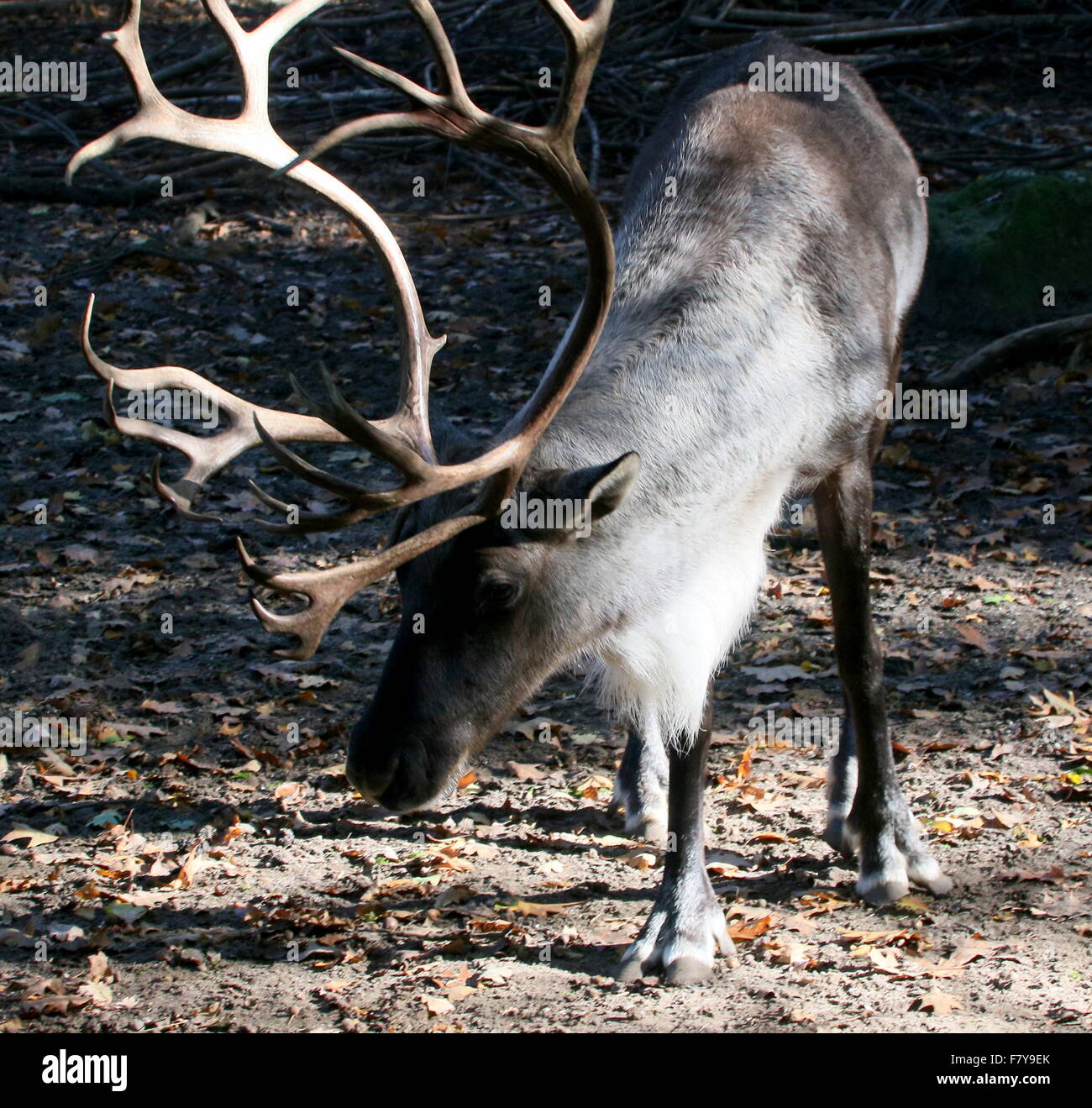 Male antlered Finnish or Eurasian forest reindeer (Rangifer tarandus ...