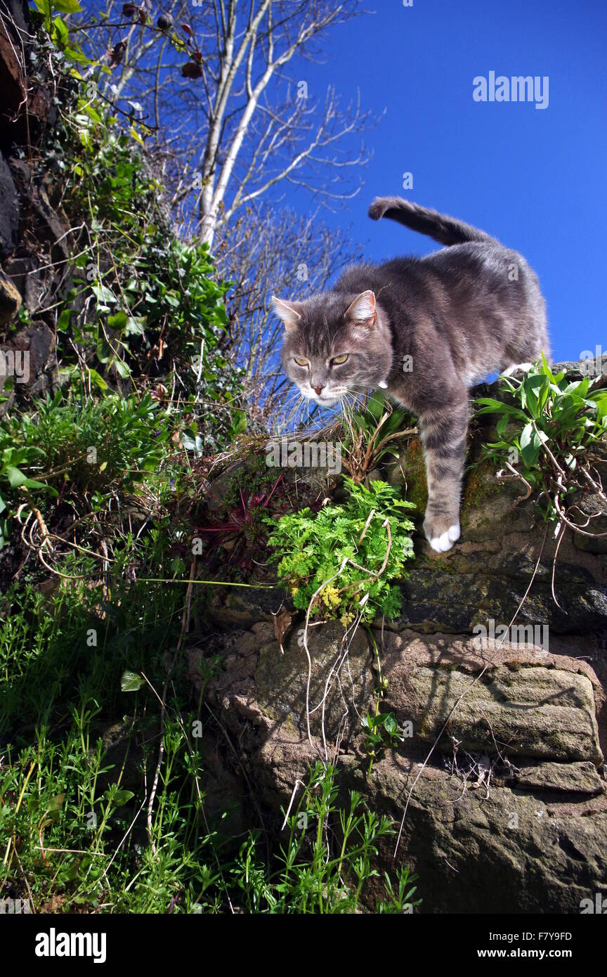 Tabby cat hunting in garden Stock Photo - Alamy