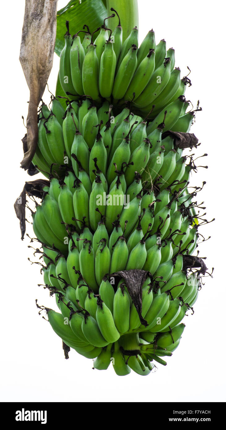 Green Banana bunch isolated Stock Photo - Alamy
