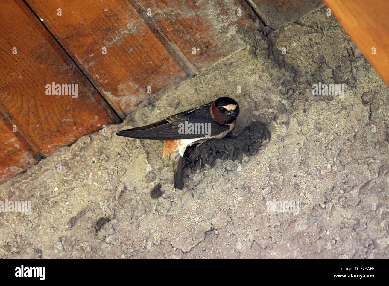 Cliff swallow building nest under eaves of building in Alberta Canada ...