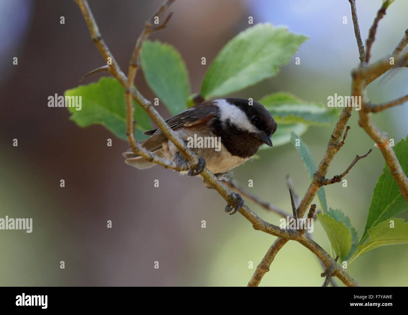 Chestnut backed chickadee in Western Canada Stock Photo - Alamy