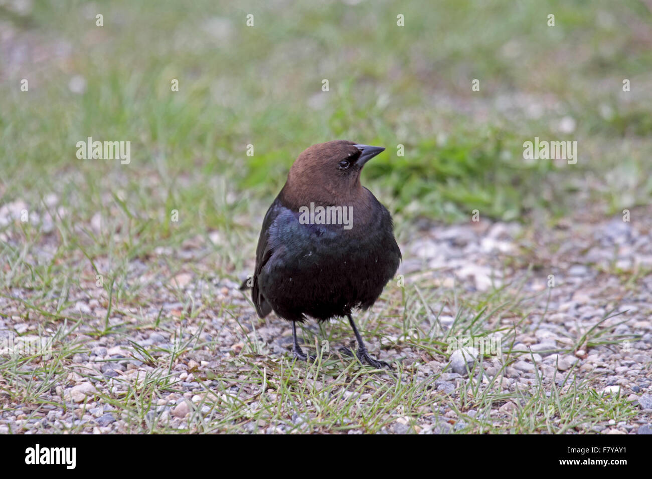 Brown headed cowbird male foraging amongst gravel in Western Canada ...