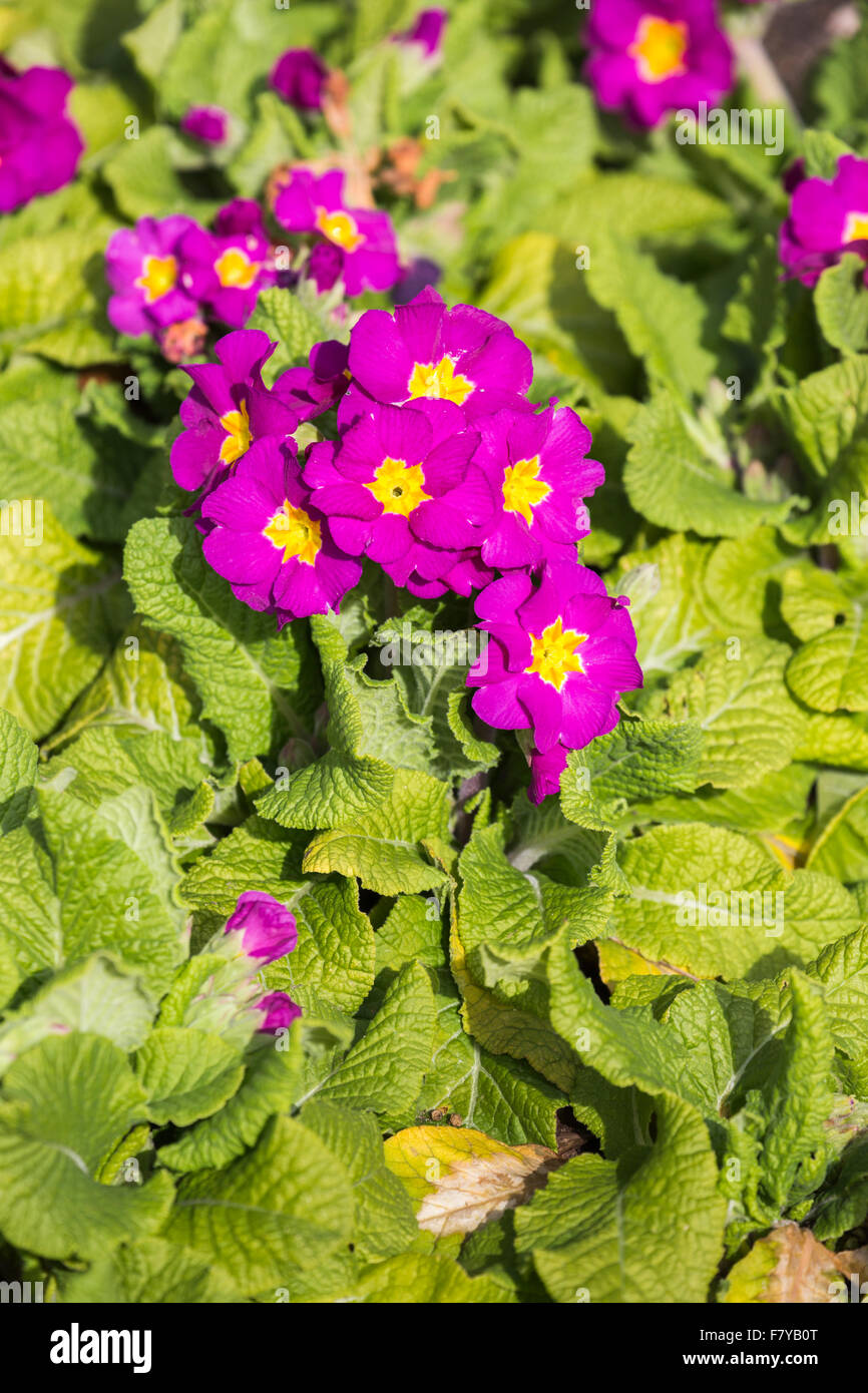 Purple primula 'Crescendo Rose' flowering in spring at RHS Gardens ...