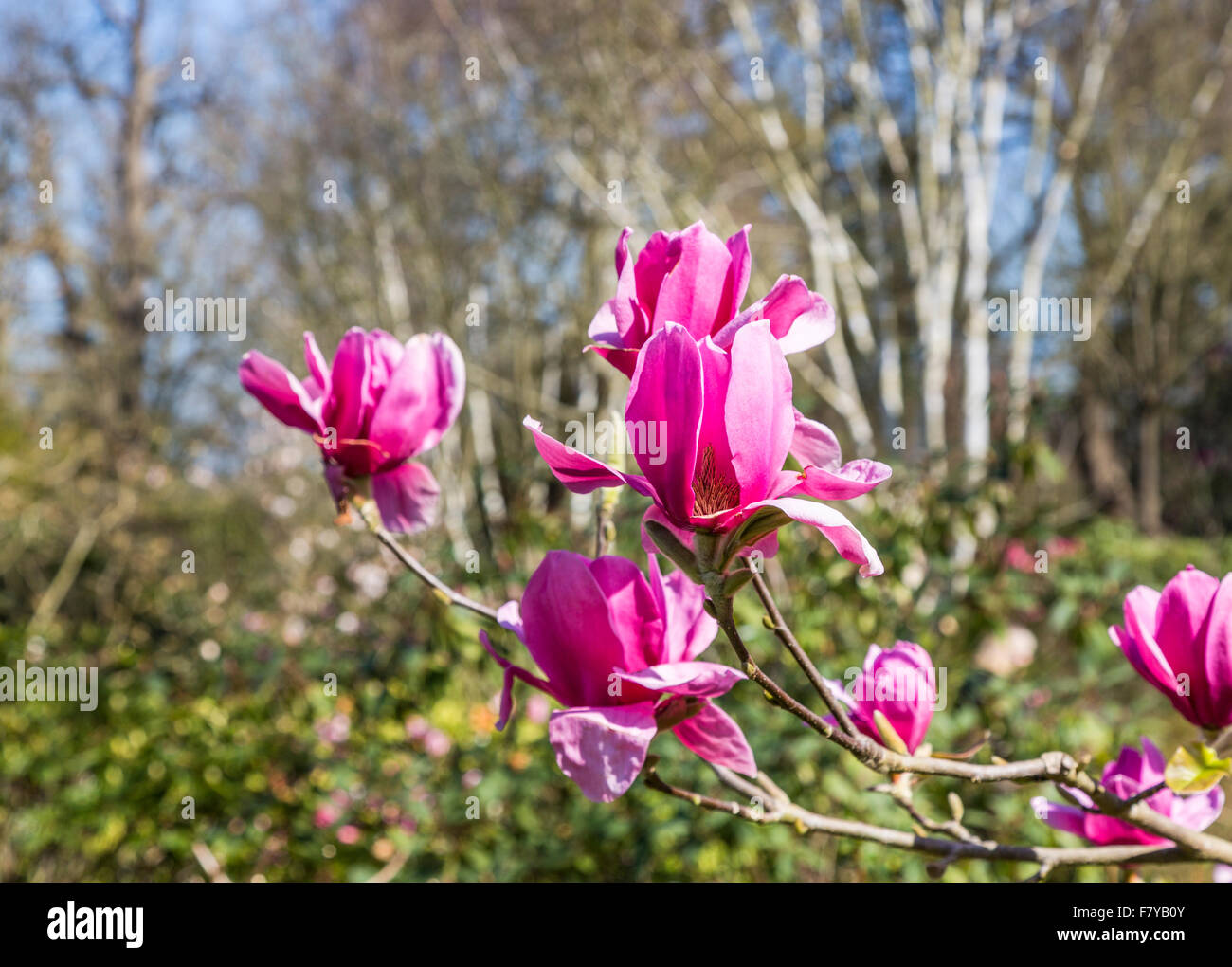 Magnolia 'Ian's Red' flowering in springtime at RHS Gardens Wisley ...