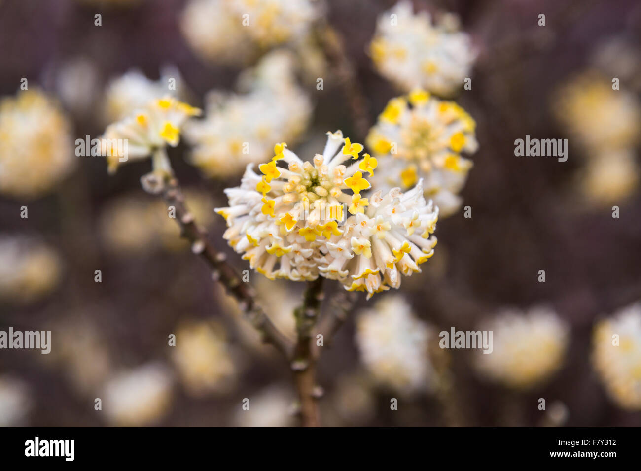 Mitsumata shrub hi-res stock photography and images - Alamy