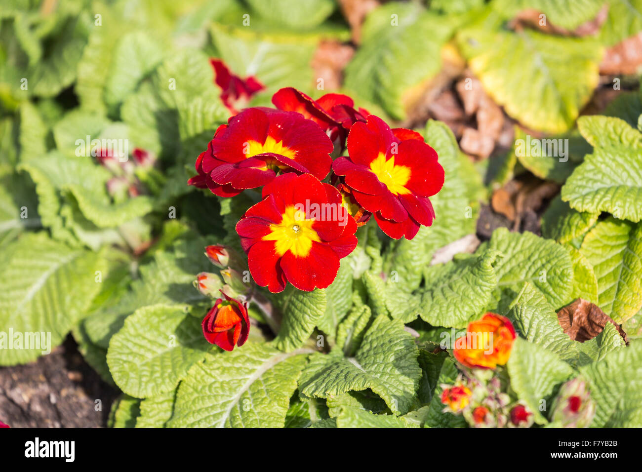 Crescendo hi-res stock photography and images - Alamy